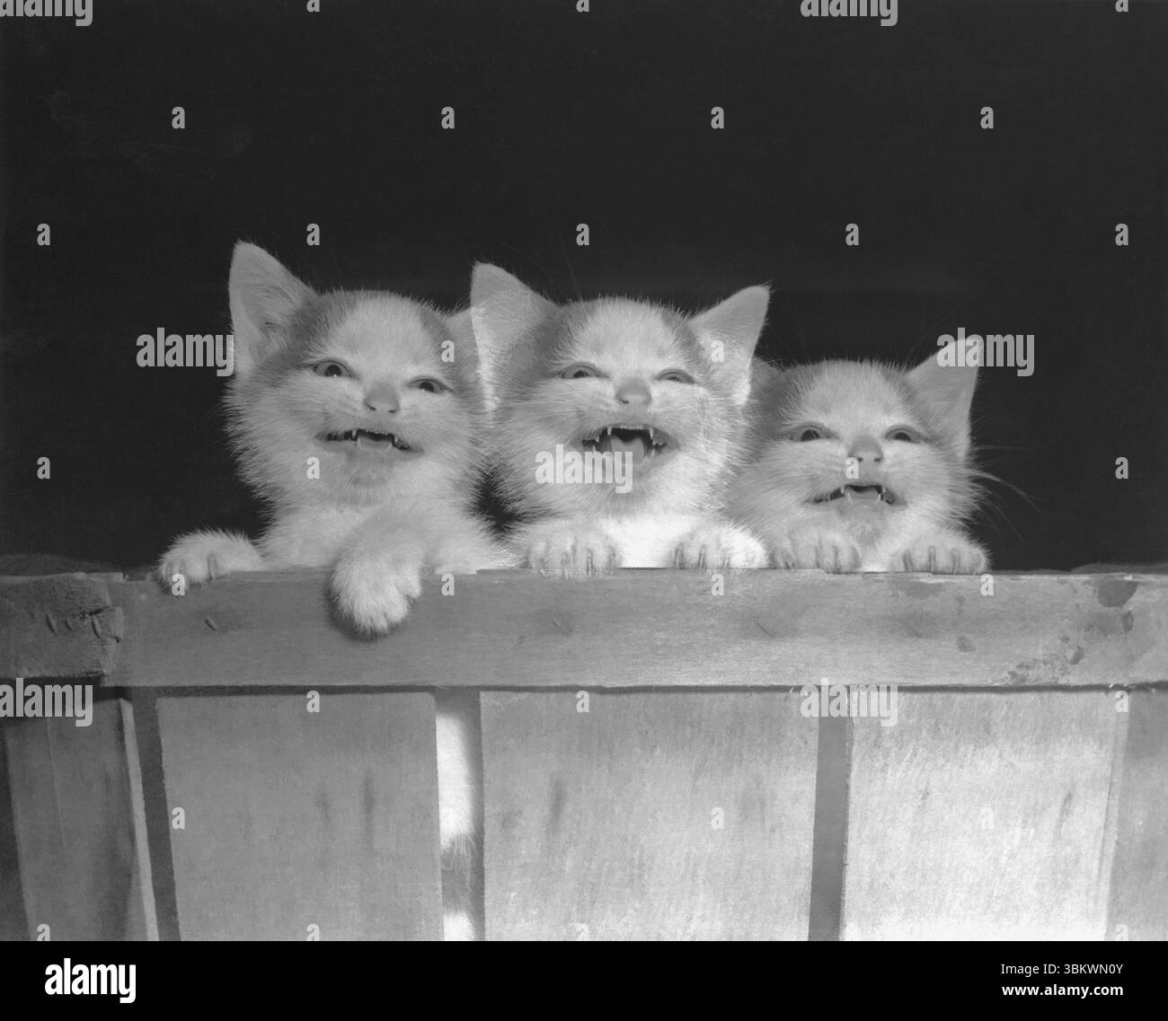 Playful kittens Black and White Stock Photos & Images - Alamy