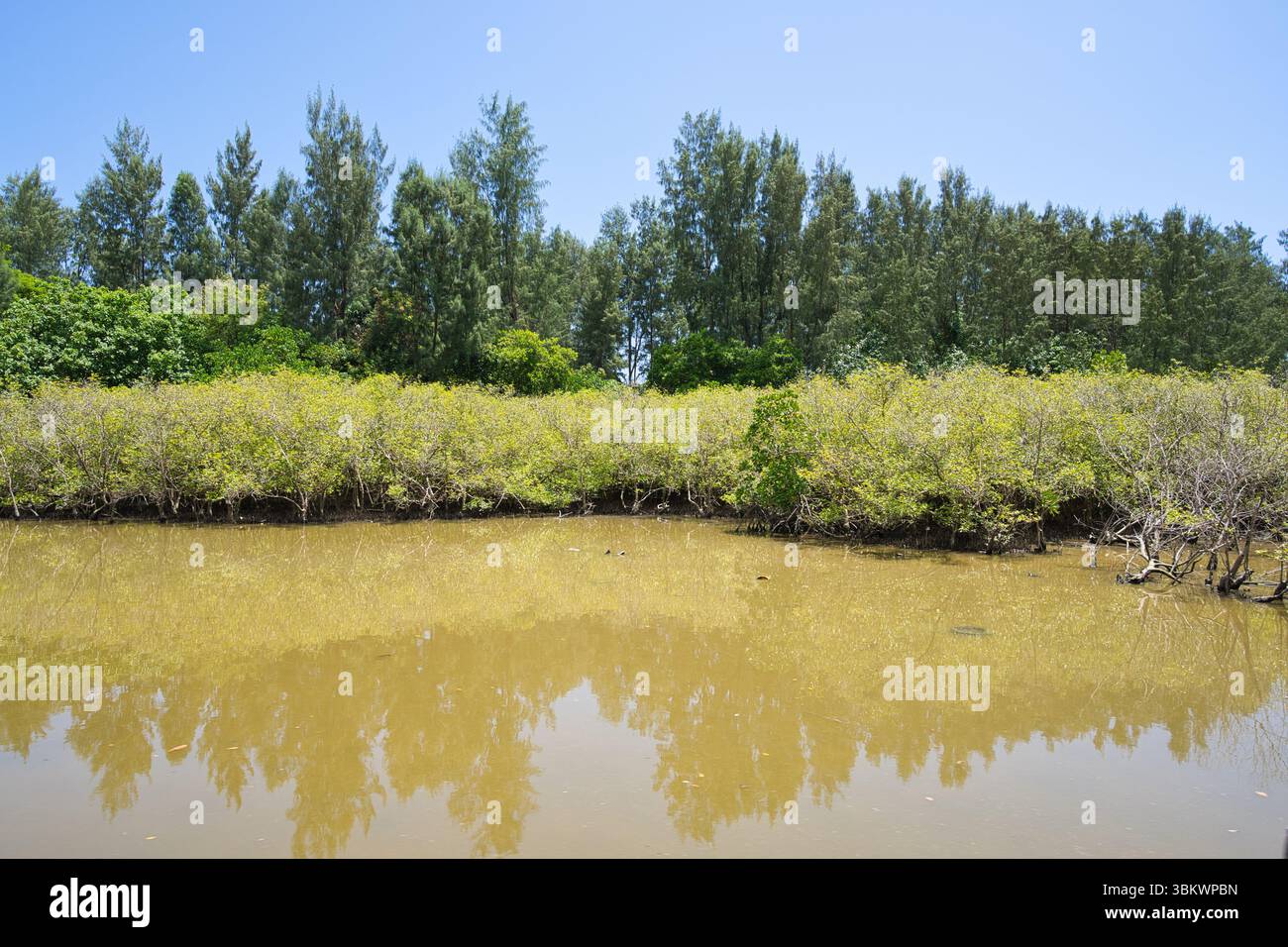 Cascade district mangroves, mangroves, wetland, swamp on low tide ...