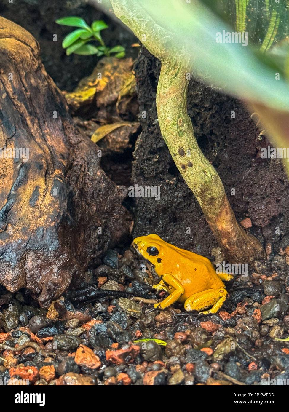 Golden dart frog in hi-res stock photography and images - Alamy