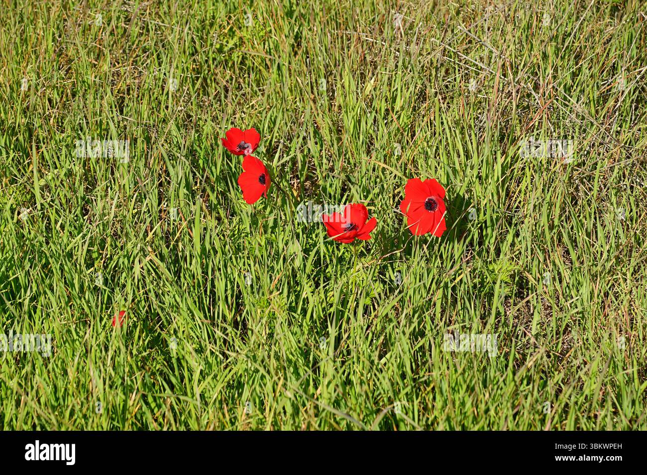 Poppies israel hi-res stock photography and images - Alamy