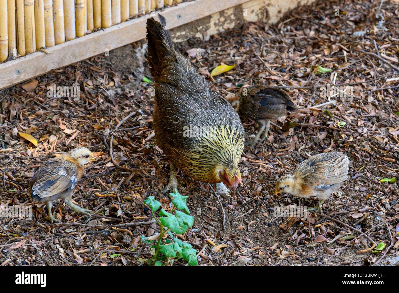 Peck seeds hi-res stock photography and images - Alamy