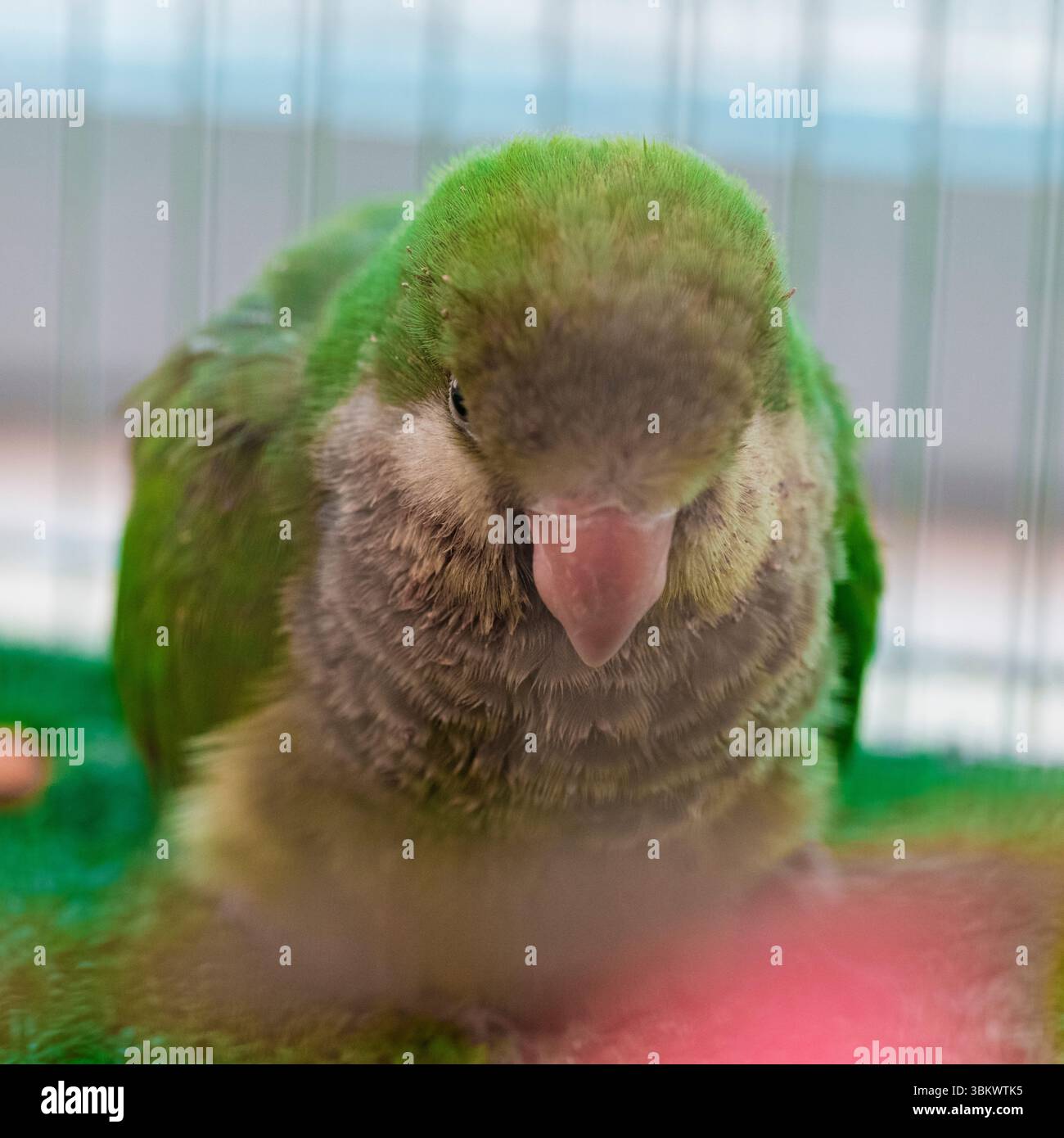 A feral population of Monk Parakeet, also known as the Quaker Parrot ...