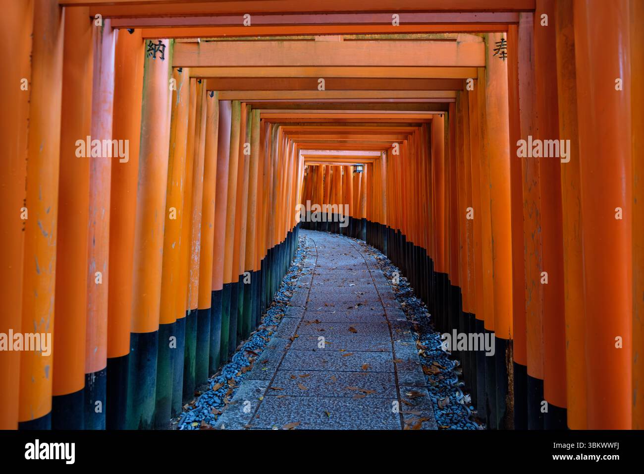 Torii gates donated as offerings to Inari for prosperity line the path ...