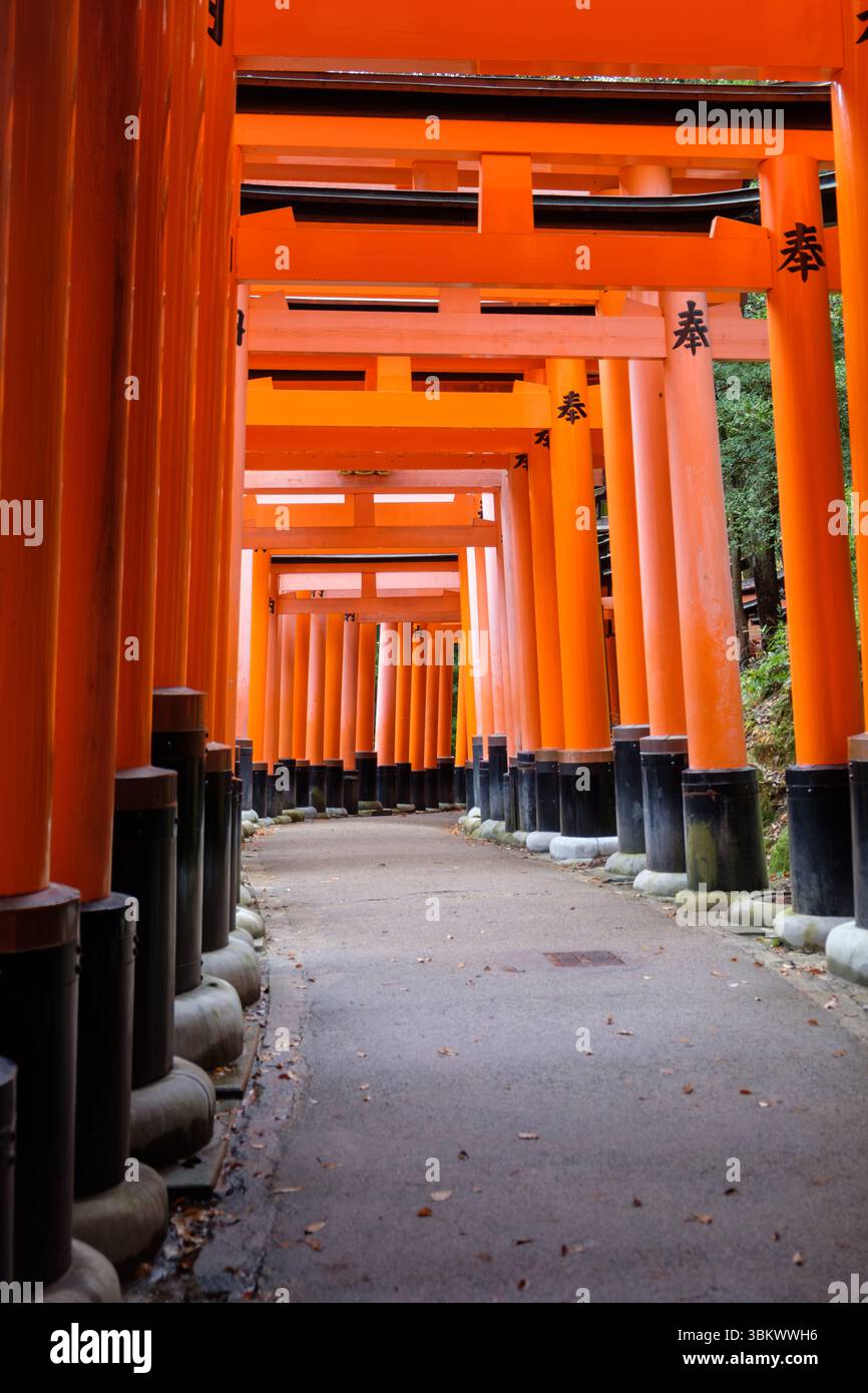 Pilgrims walk through thousands of donated orange torii gates at ...