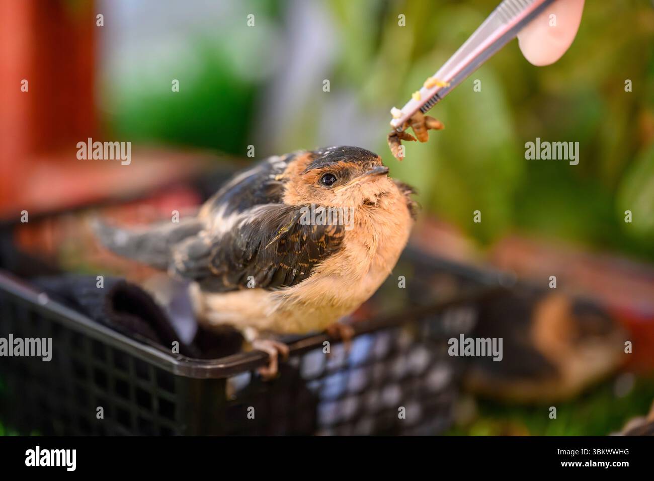 Hospitalised eastern red-rumped swallow (Cecropis daurica) is a small ...