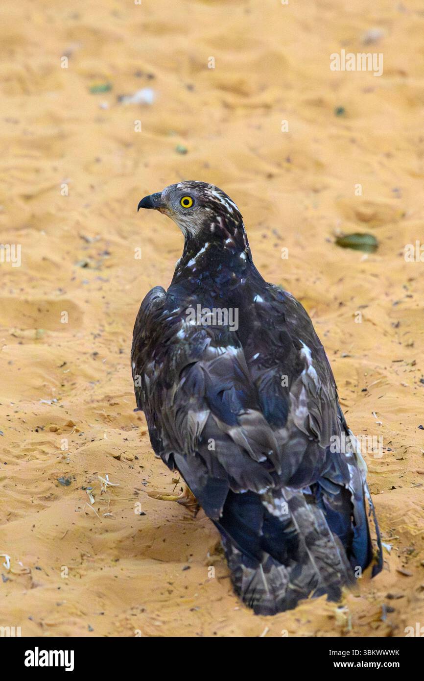 Hospitalised European honey buzzard (Pernis apivorus), this specimen ...
