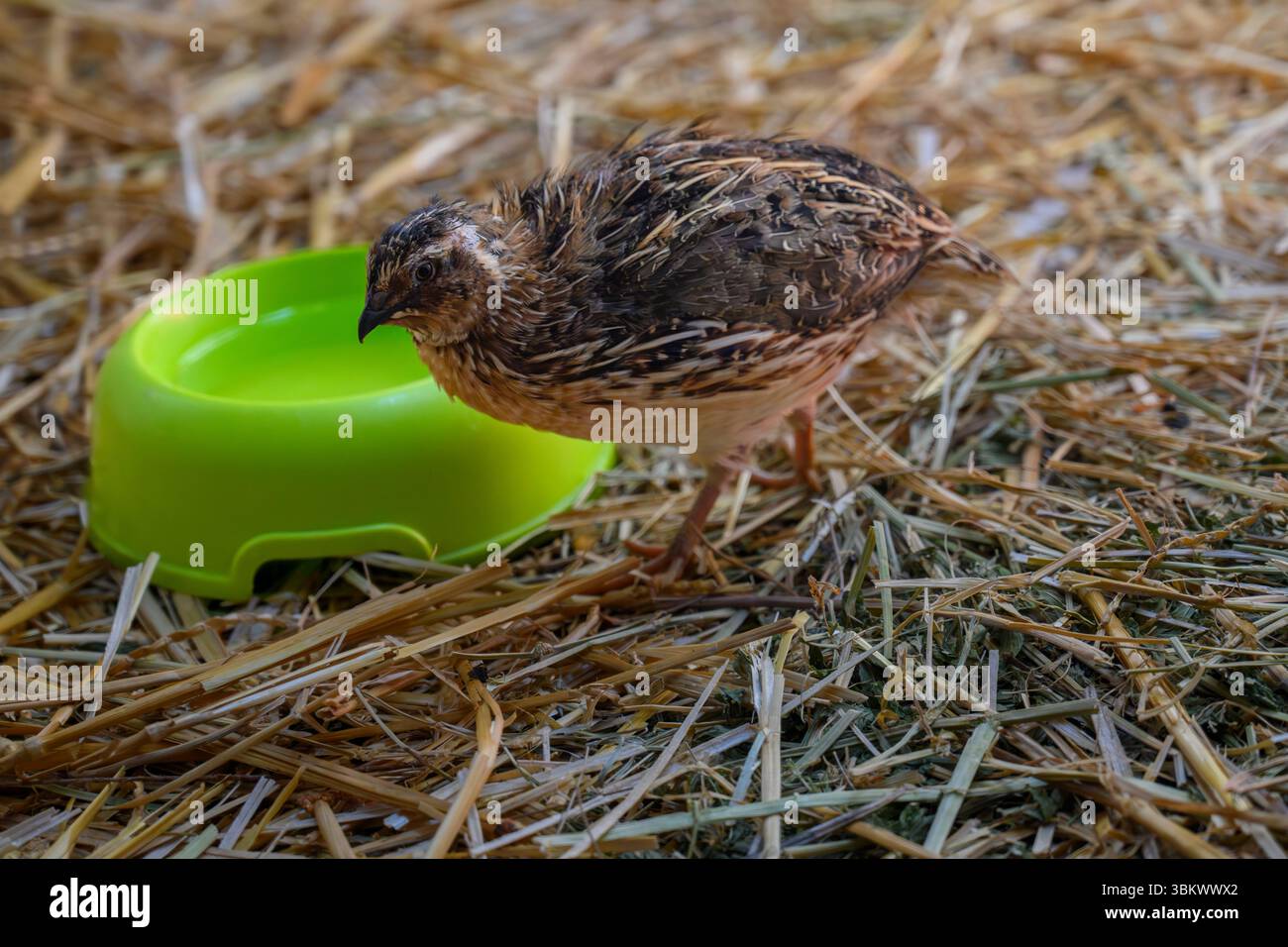 Hospitalised common quail (Coturnix coturnix), drinks water from a bowl ...