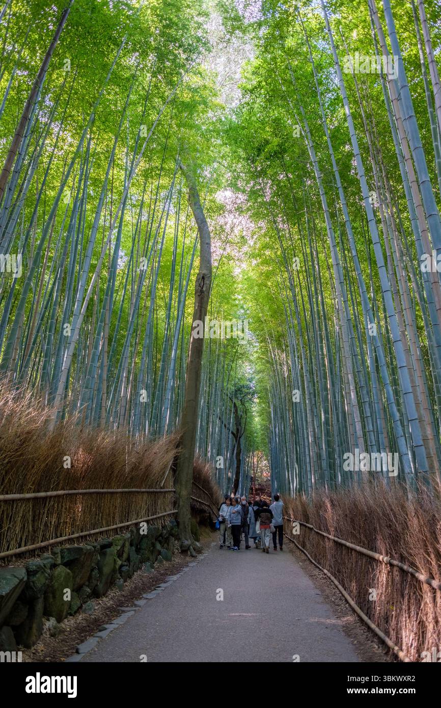 Visitors walk through the towering Arashiyama Bamboo Grove in Kyoto ...