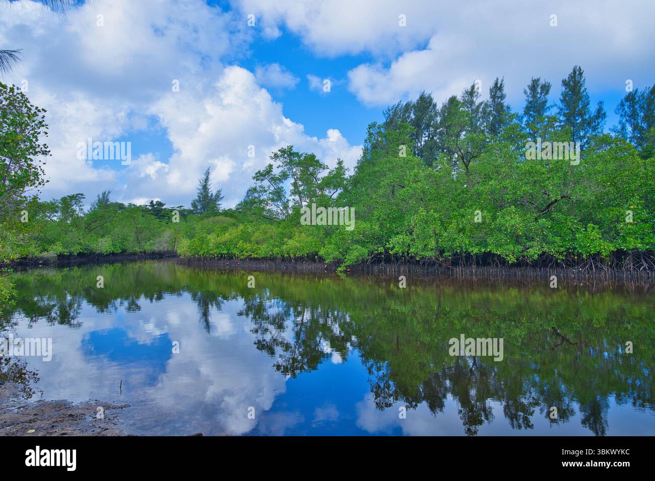 Port launay mangrove, covers 121 hectare of land, Mahe Seychelles Stock ...