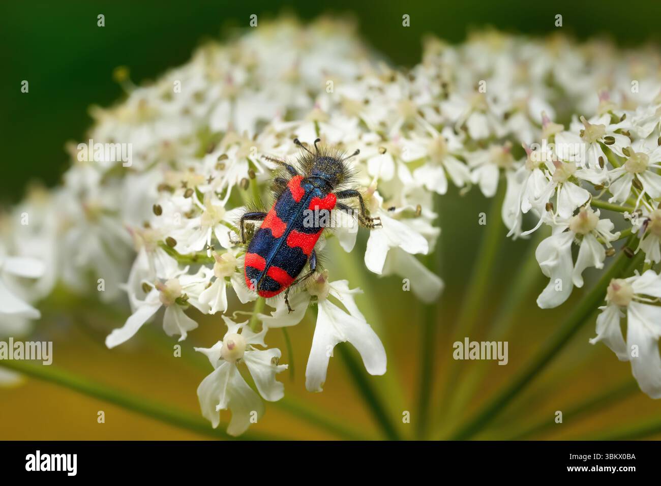 Trichodes alvearius beetle on flowers of Common Hogweed Stock Photo - Alamy