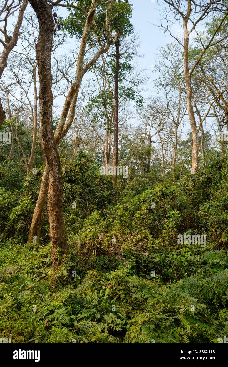Tall trees tower over dense green undergrowth in this vibrant forest ...