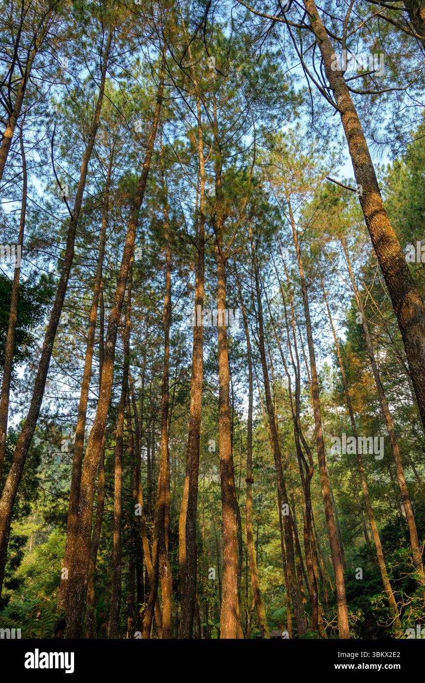 Showcasing tall trees hi-res stock photography and images - Alamy
