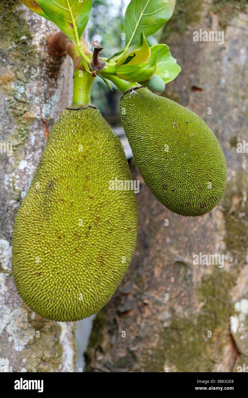 Jackfruit jack fruit tree hi-res stock photography and images - Alamy