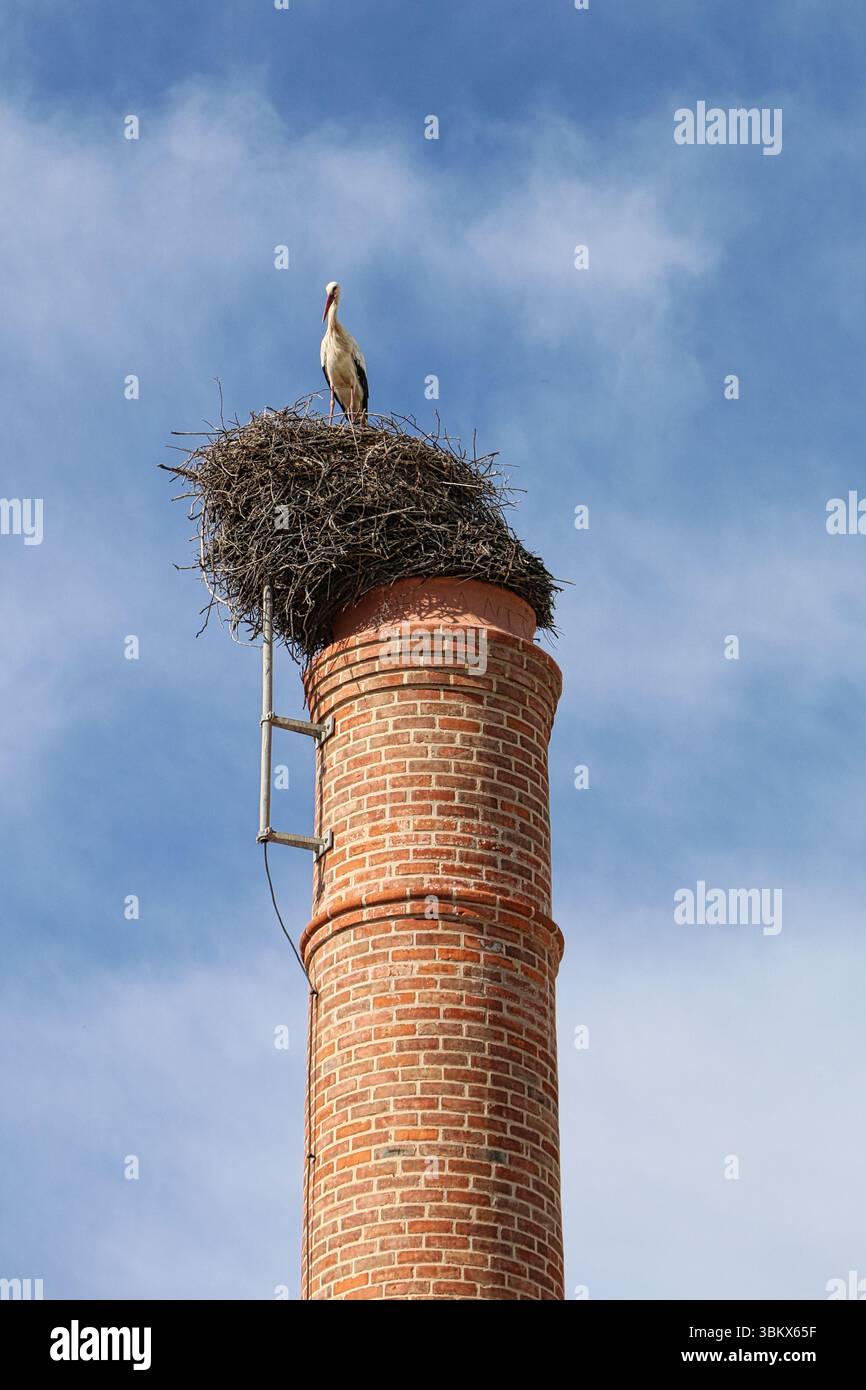 White stork roof top hi-res stock photography and images - Alamy