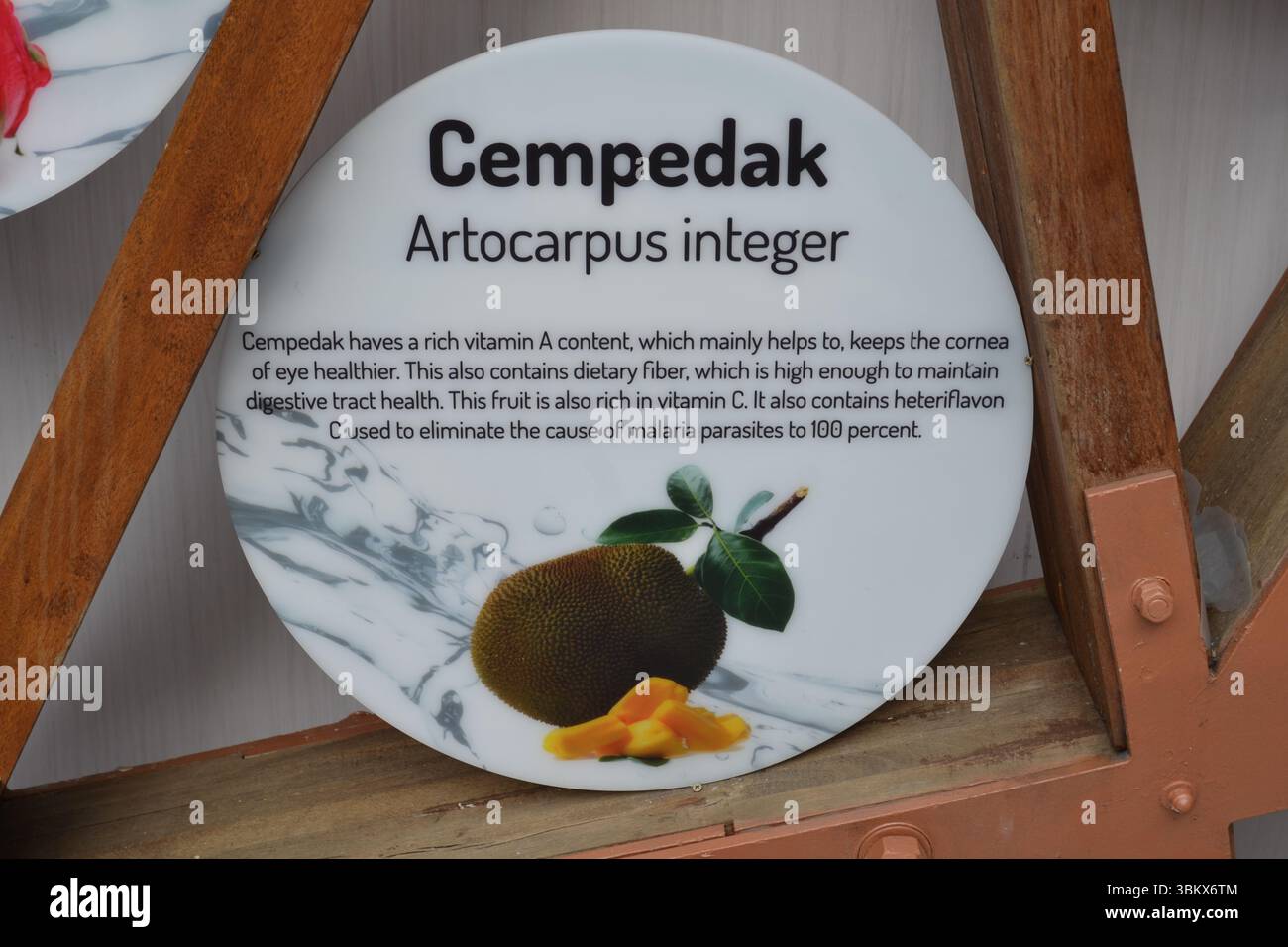 Cempedak fruit panel with drawing and description of properties and ...