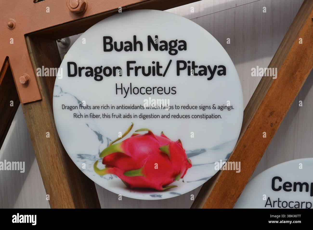 Buah Naga or Dragon fruit or Pitaya fruit panel with drawing and ...