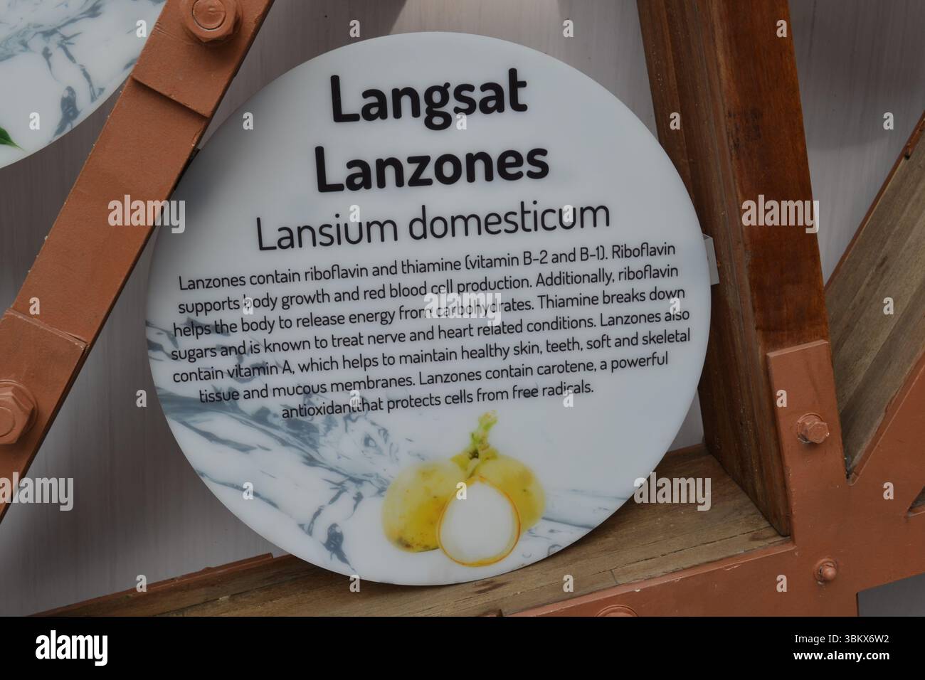 Langsat illustration hi-res stock photography and images - Alamy