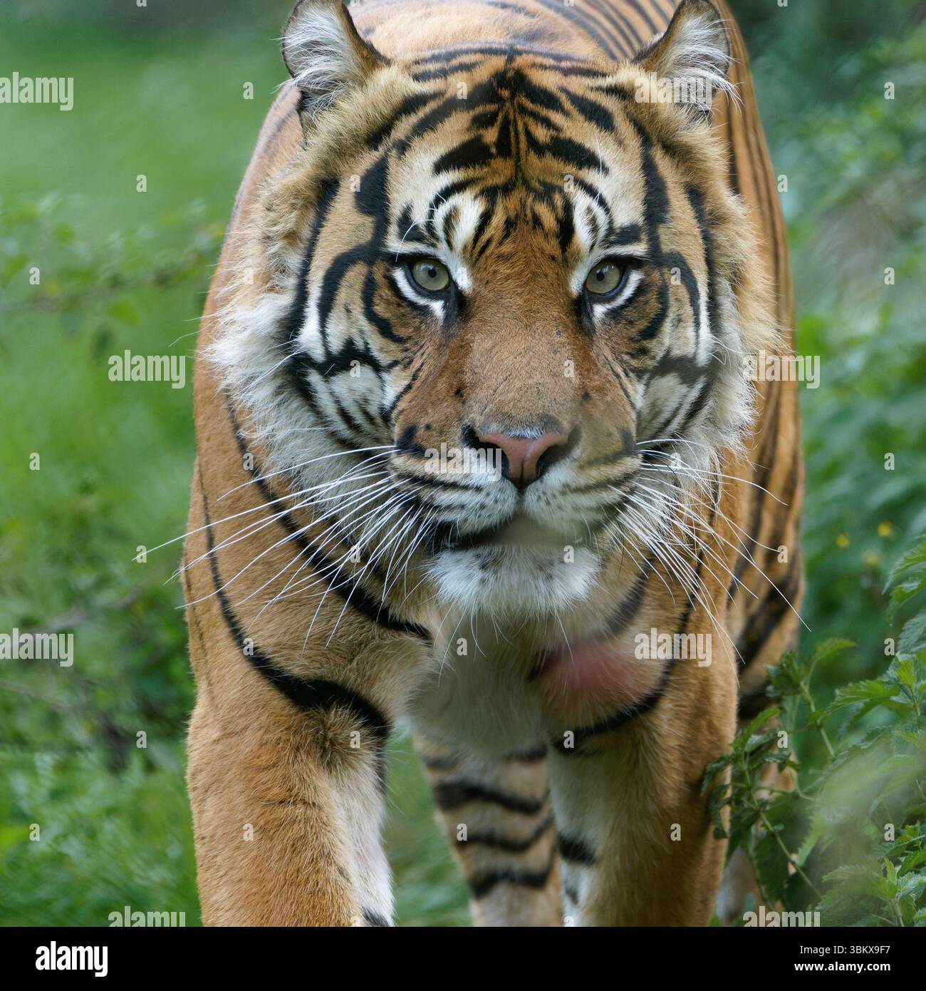 Tiger bones hi-res stock photography and images - Alamy