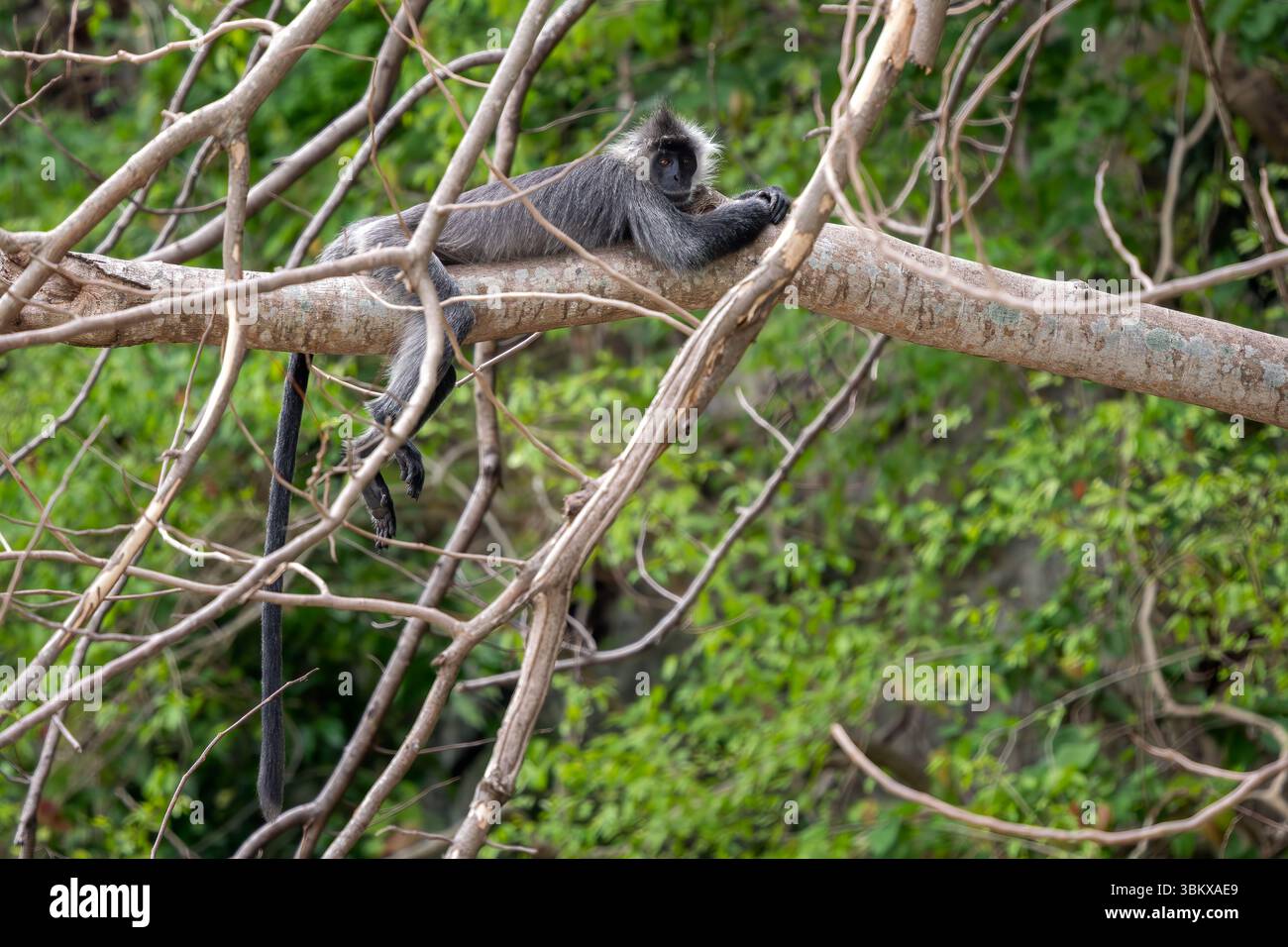 Germain's Langur - Trachypithecus germaini, rare endagered Old World ...