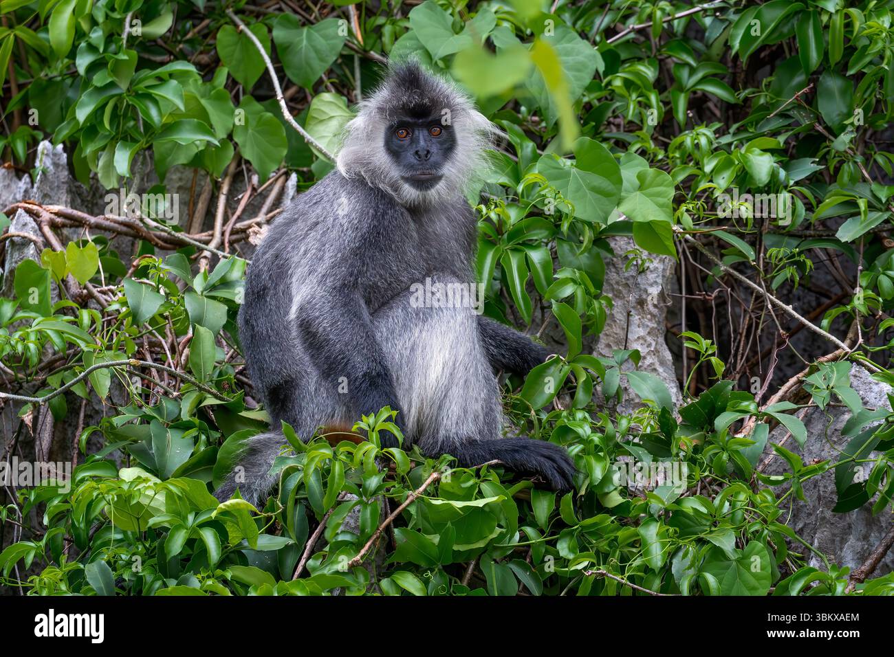Germain's Langur - Trachypithecus germaini, rare endagered Old World ...