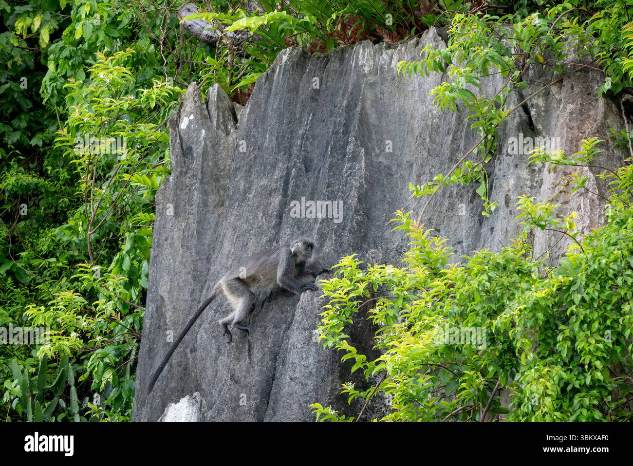 Germain's Langur - Trachypithecus germaini, rare endagered Old World ...