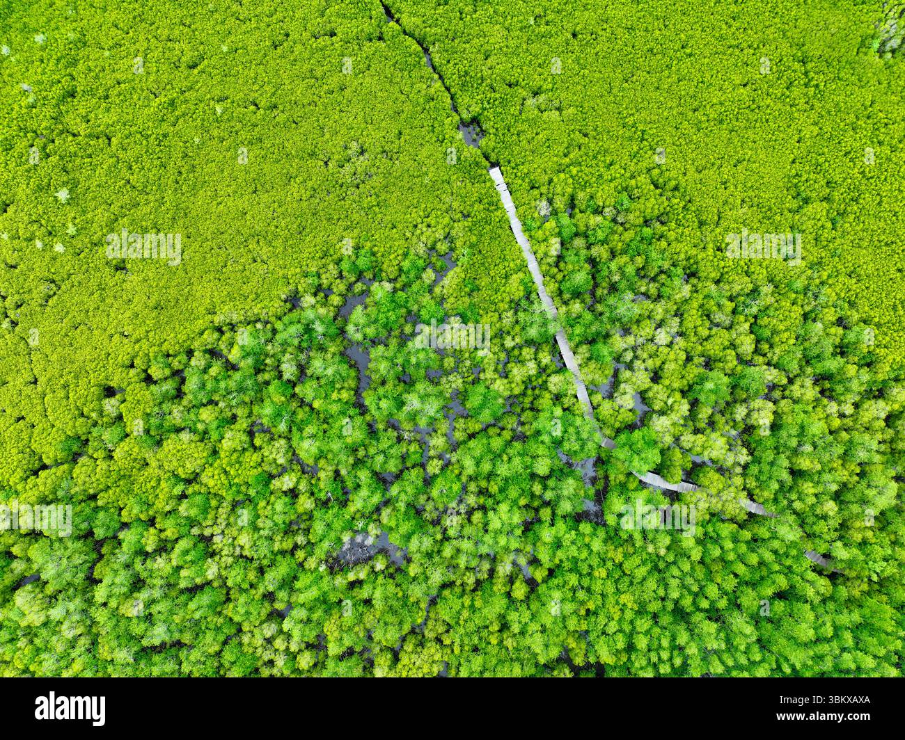 Aerial view green mangrove forest. Natural carbon sinks. Mangroves ...