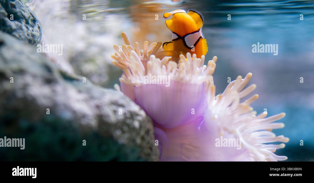 Bright orange clownfish swimming among vivid sea anemones in a serene ...