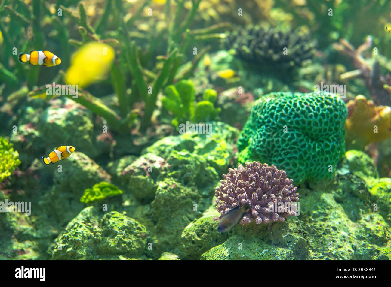 Coral species preserved hi-res stock photography and images - Alamy