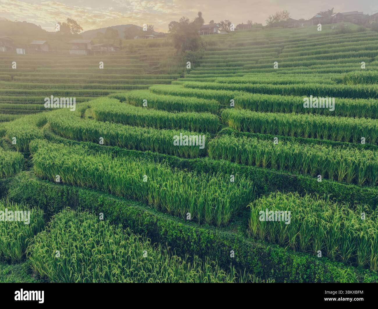Green terraced rice fields in a rural Thai village. Eco tourism ...