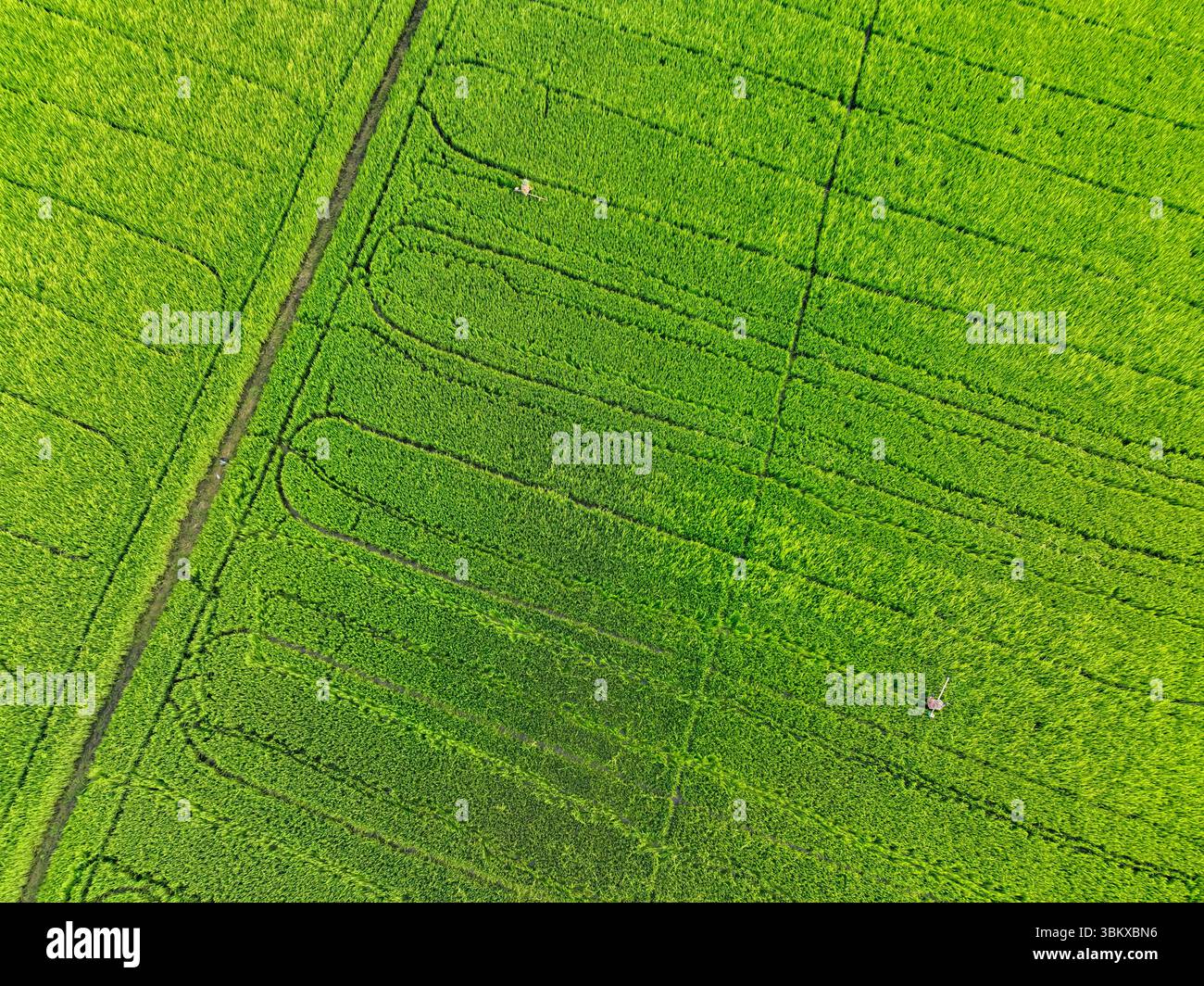 Aerial view green rice field with farming patterns. Climate change ...