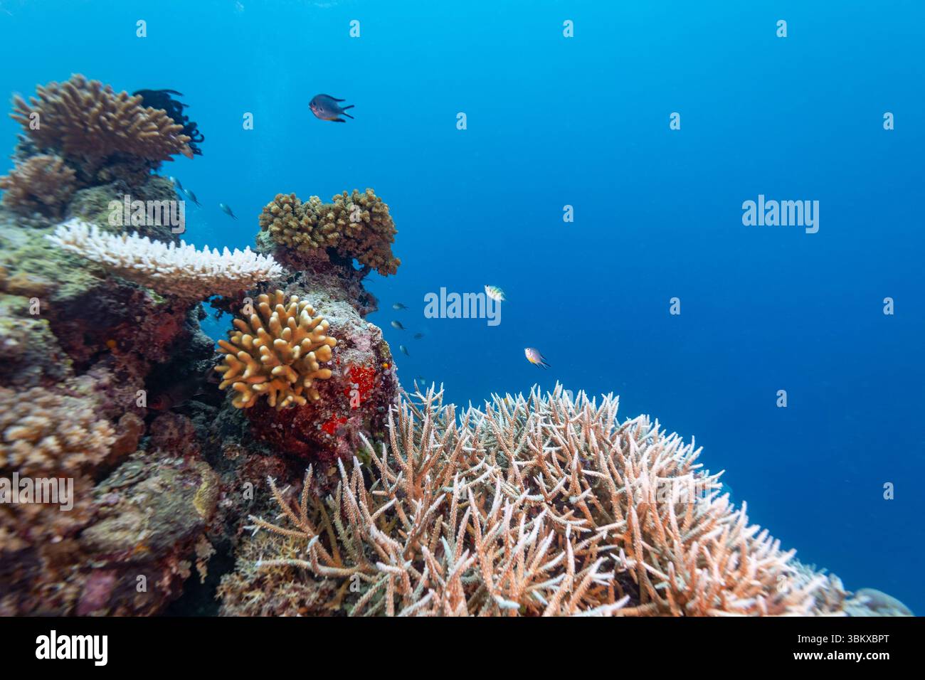 A vibrant underwater scene showcases a diverse coral reef teeming with life, as small fish dart ...