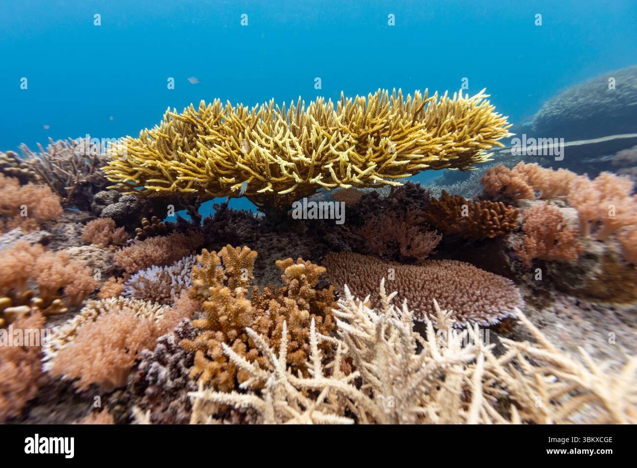 A vibrant underwater scene showcases a diverse coral reef ecosystem ...