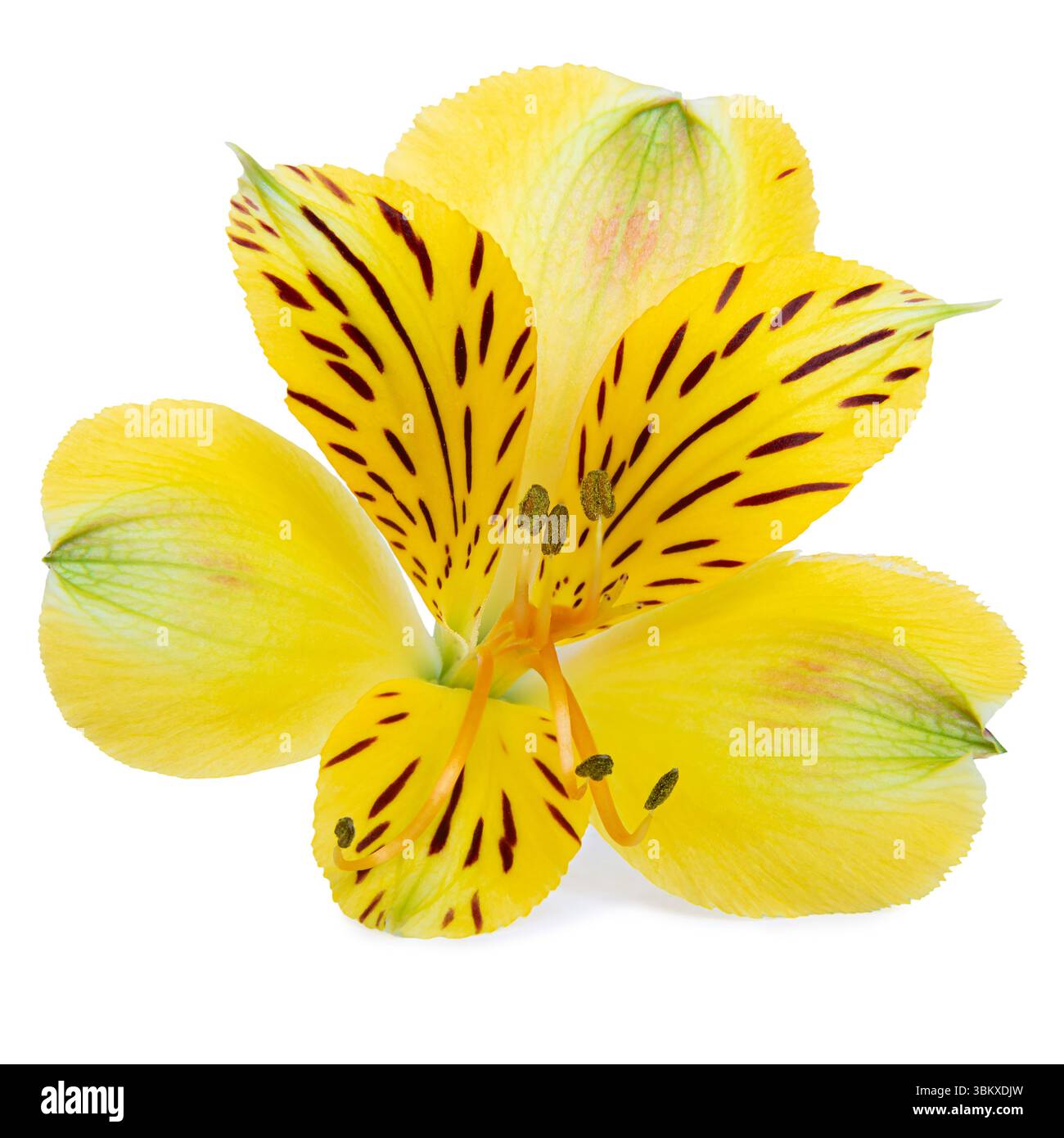 Indoor feature Cut Out Stock Images & Pictures - Alamy