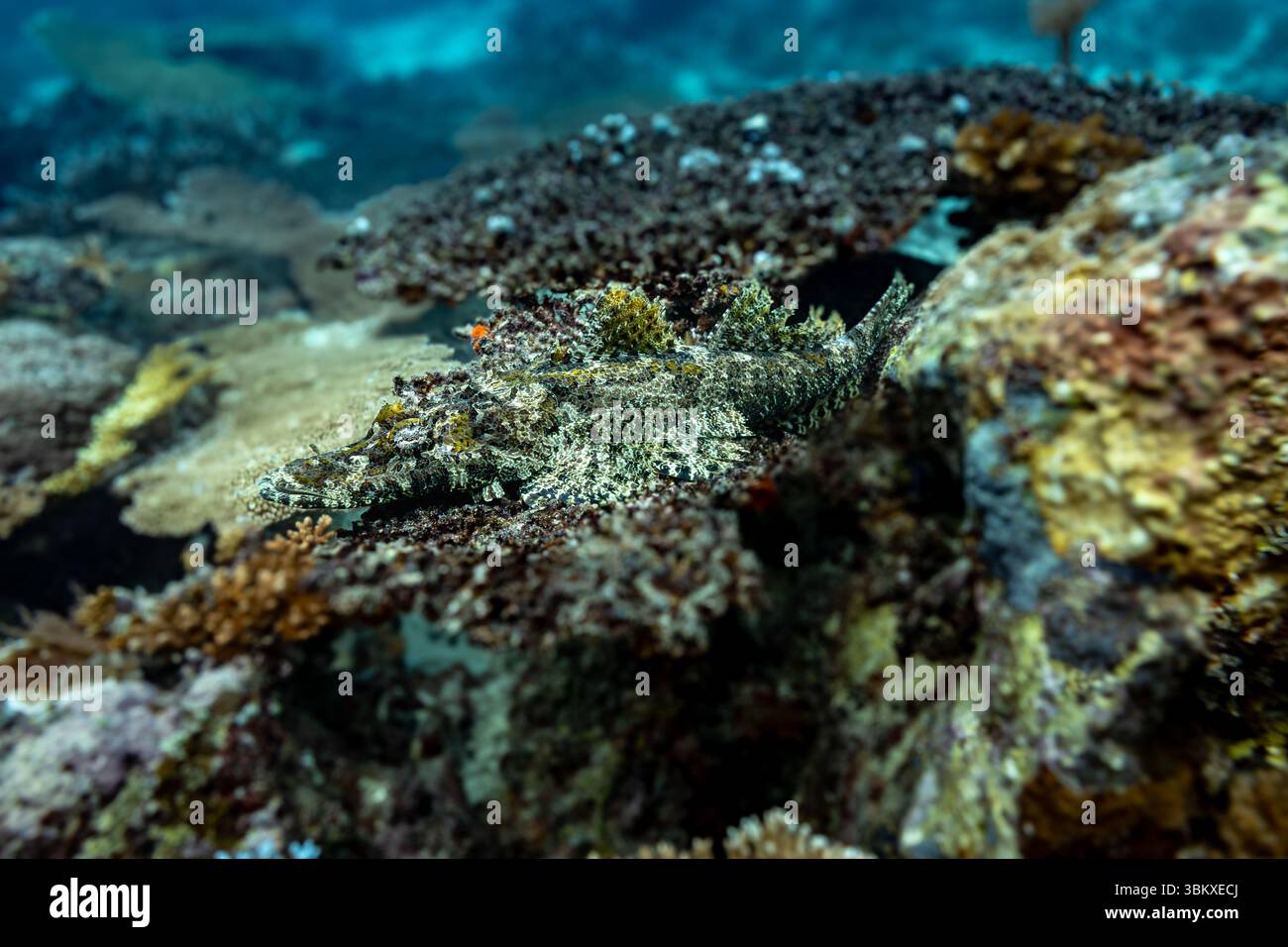A crocodile fish camouflages itself among the coral reef, blending in ...