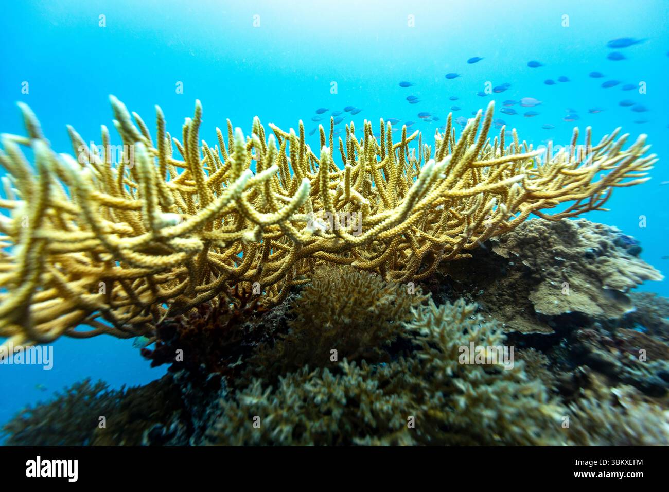 A vibrant underwater scene showcases the intricate beauty of coral ...