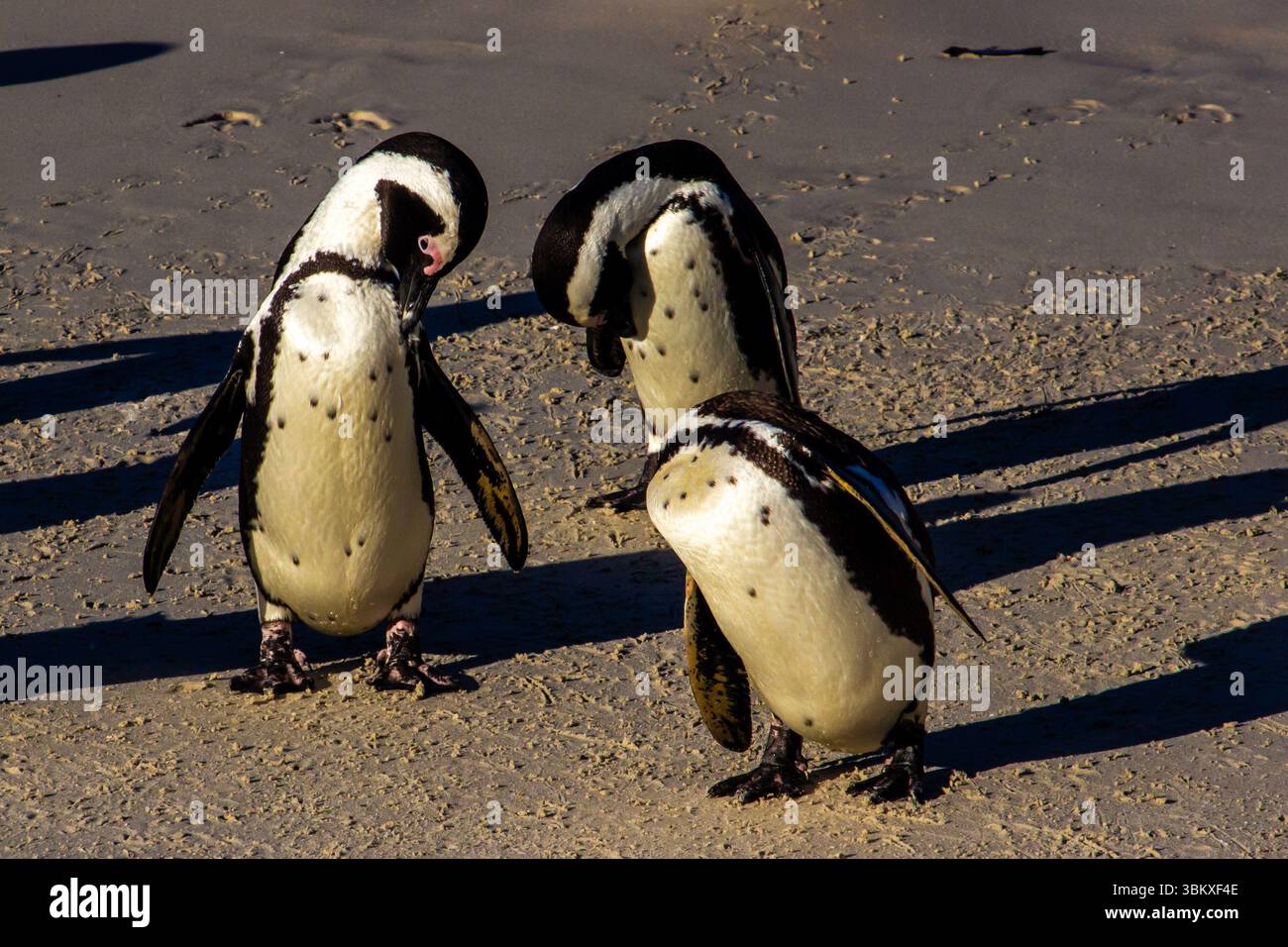 Group african penguins grooming hi-res stock photography and images - Alamy