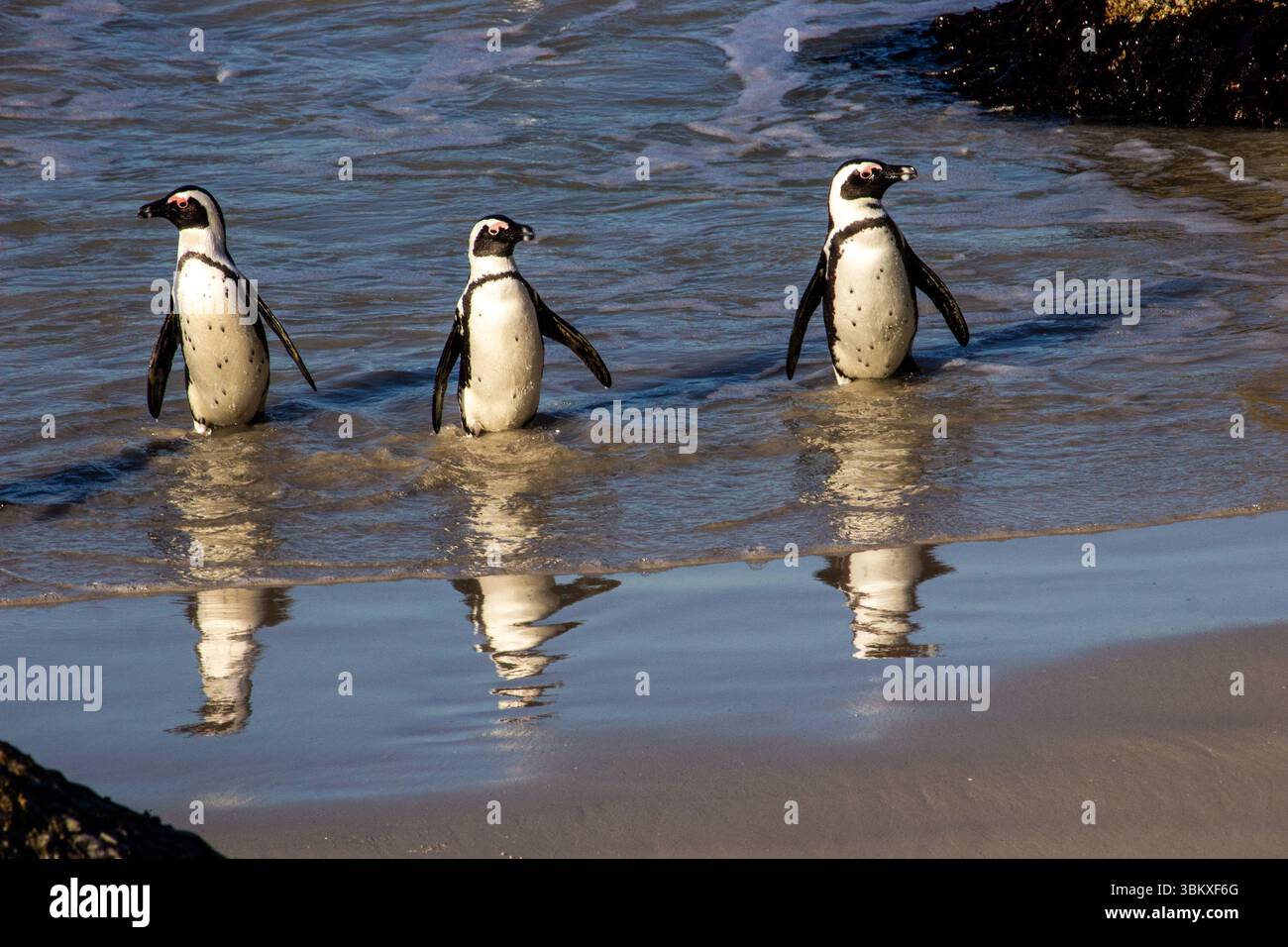 A line of African Penguins, walking out of the ocean after a swim ...