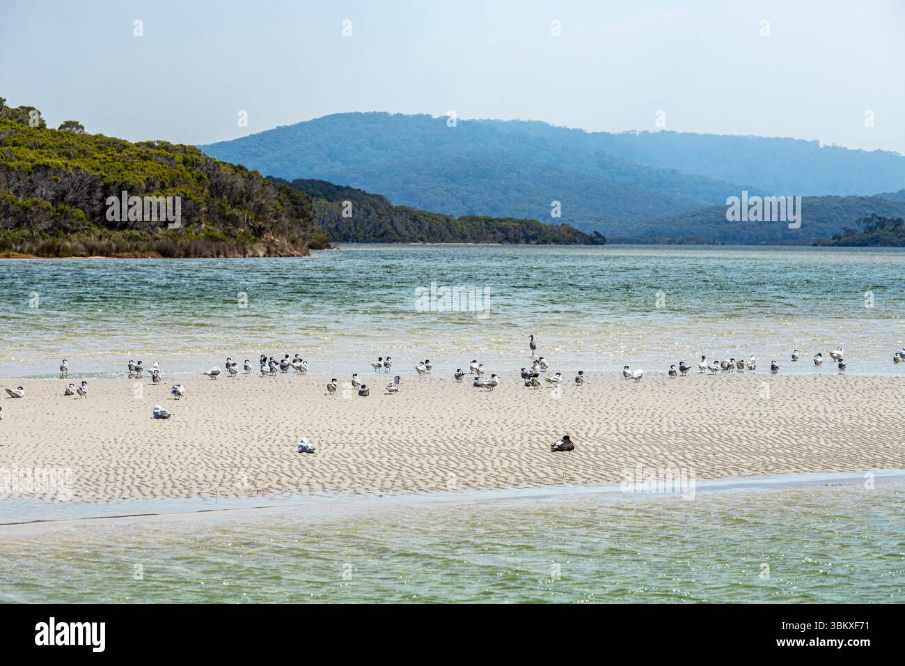 Wildfowl on a sandbank at the estuary of the Nornalup Inlet in the ...