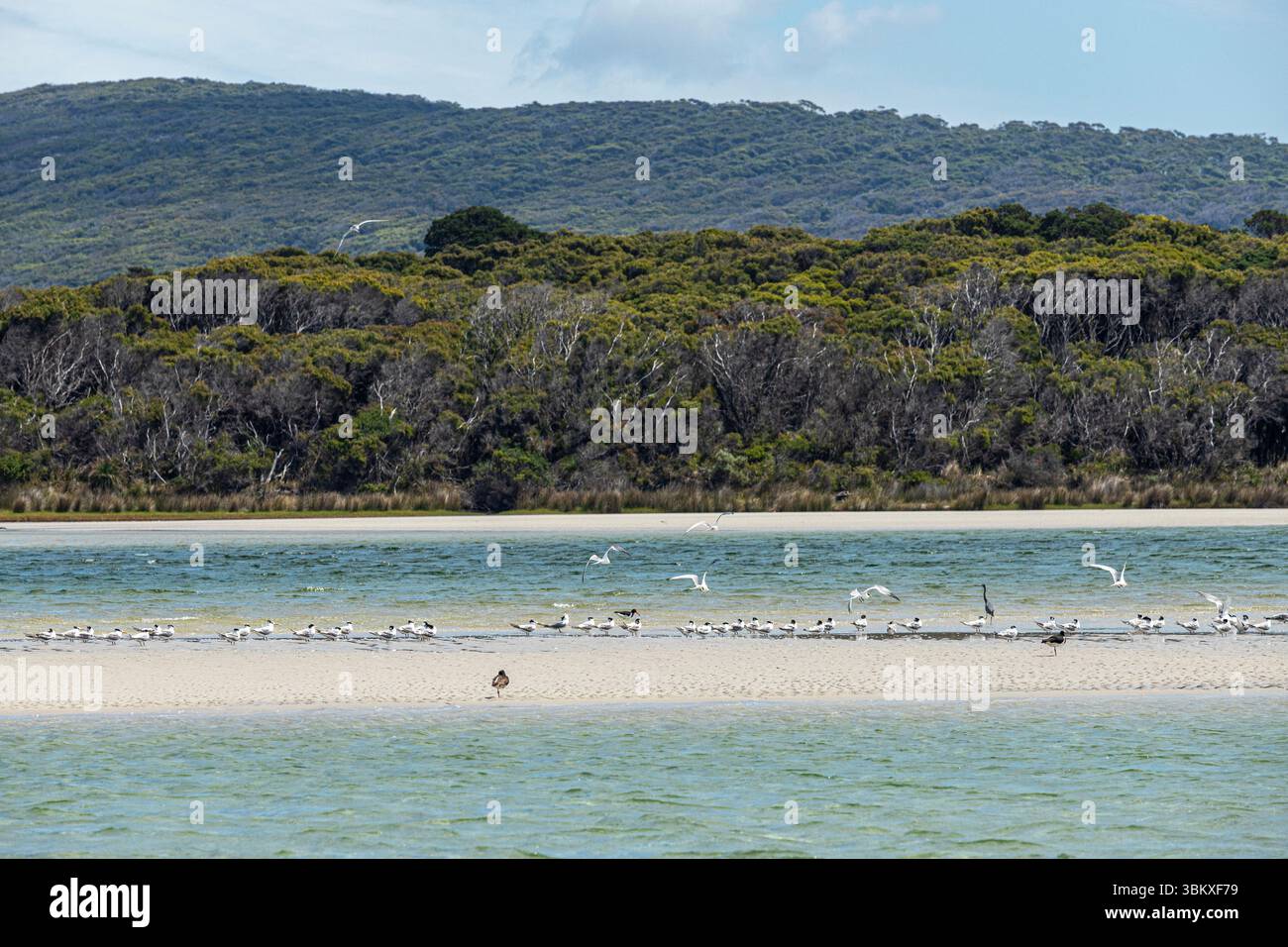Wildfowl on a sandbank at the estuary of the Nornalup Inlet in the ...