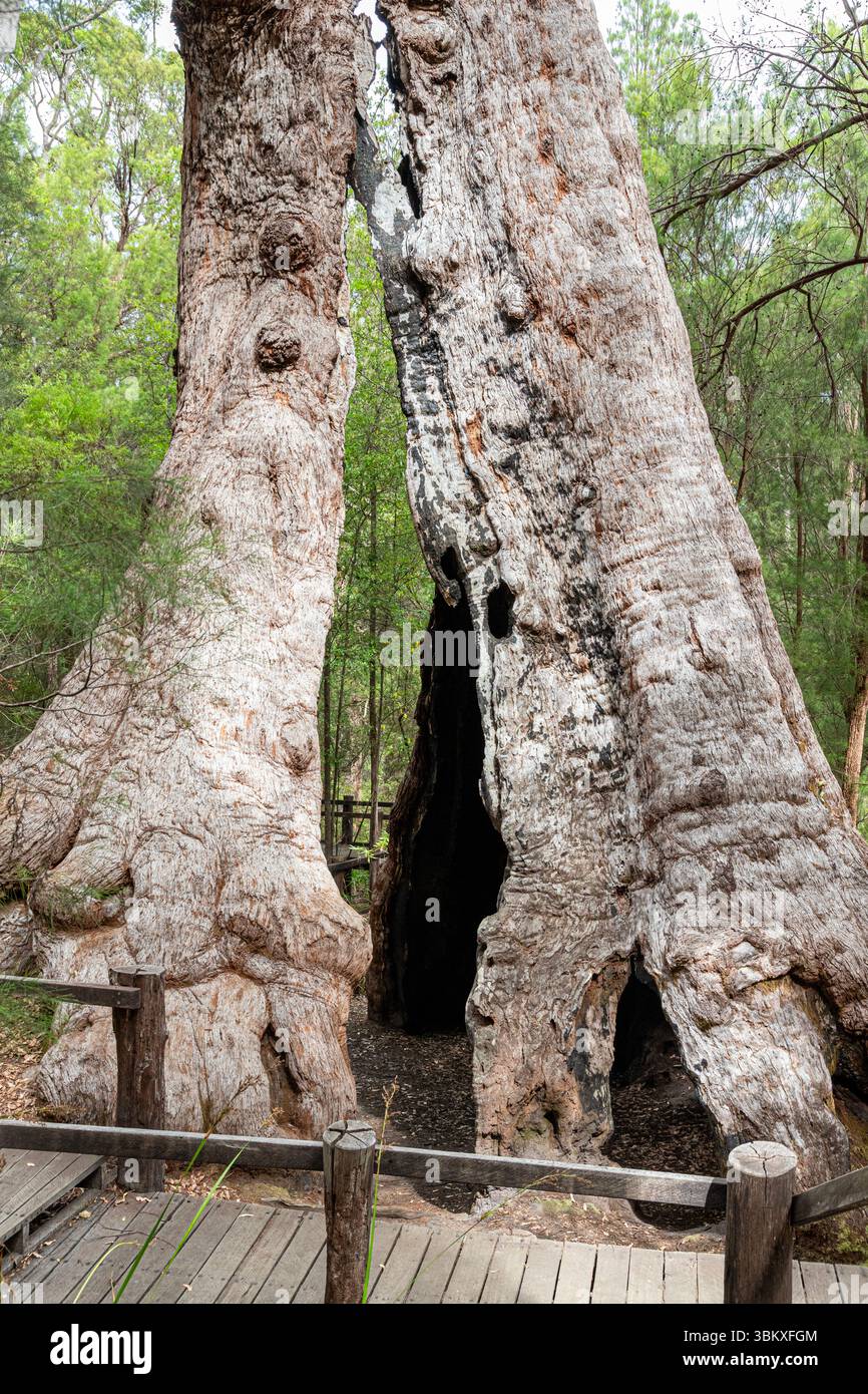 The Giant Tingle tree (Eucalyptus jacksonii) in the Walpole-Nornalup National Park near Walpole ...