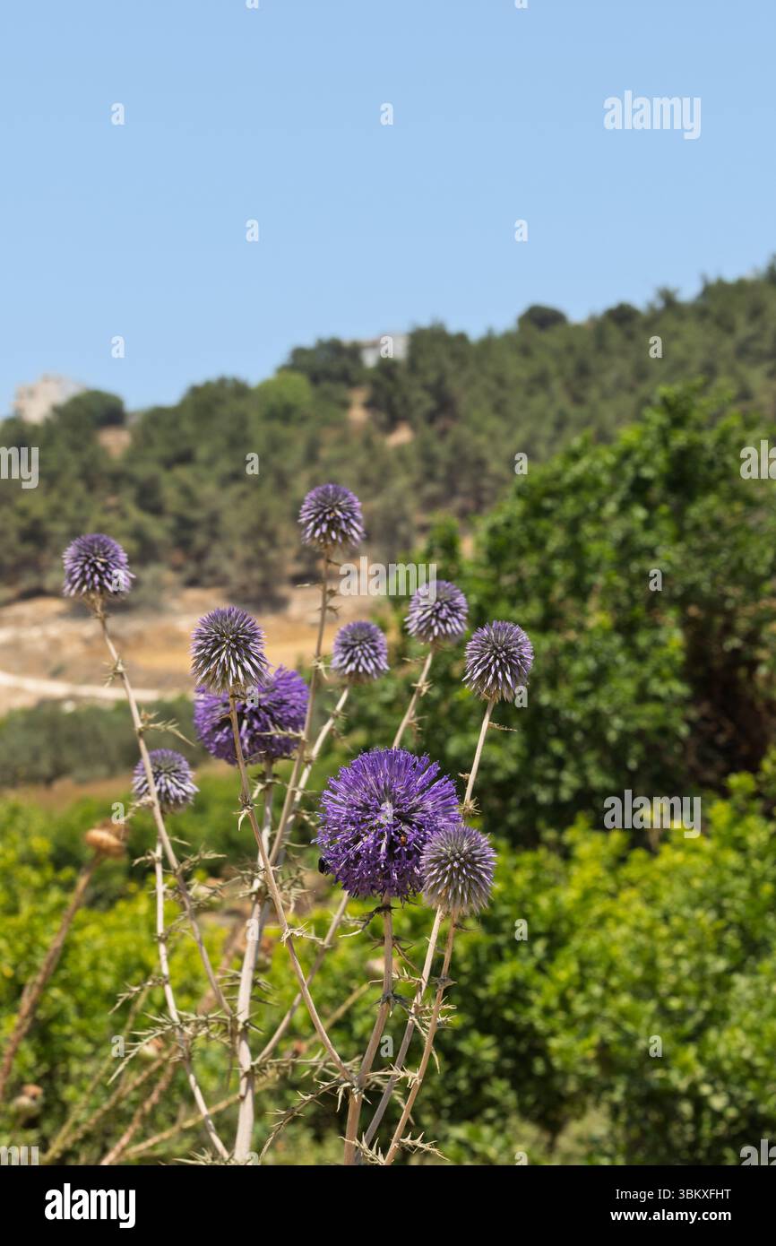 Israeli flowers hi-res stock photography and images - Alamy