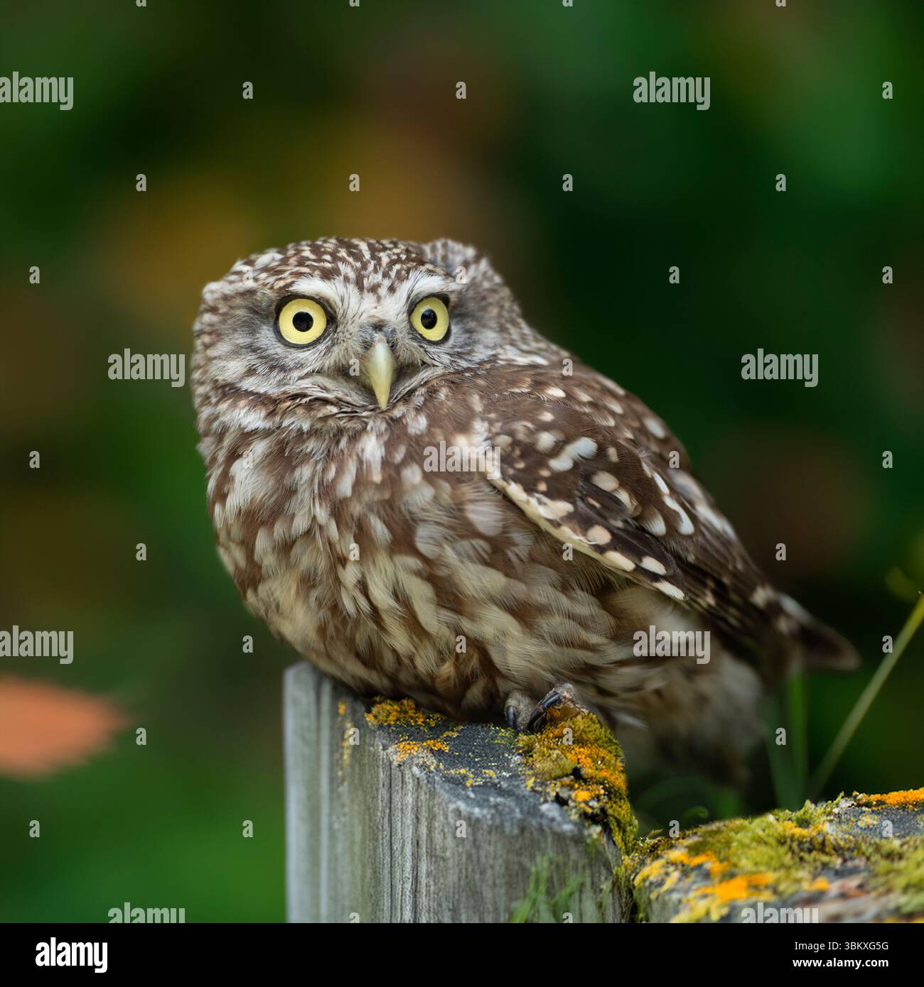 Outside outdoors daytime daylight front view little hi-res stock ...