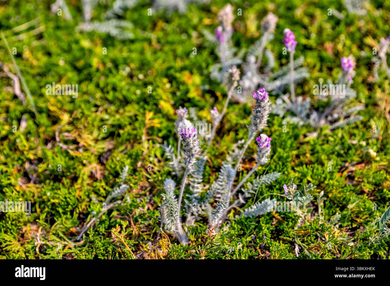 Landscapes along the trails in the Kootenay Plains Ecological Reserve ...