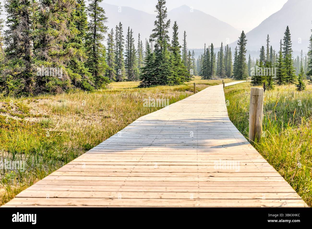 The hiking path and scenery leading to Siffleur Falls in the Kootenay ...