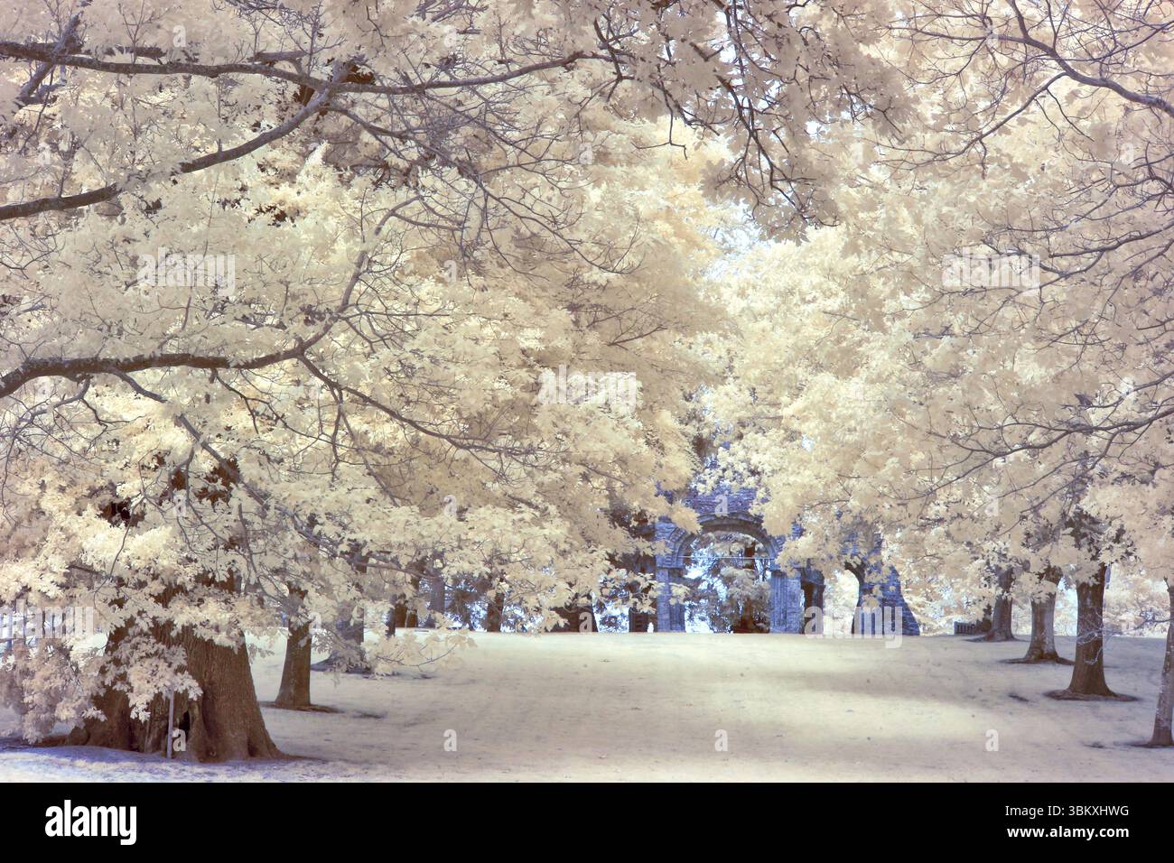 Mystical Infrared Light at The Oak Tree Walk Shobdon Arch, Shobdon ...