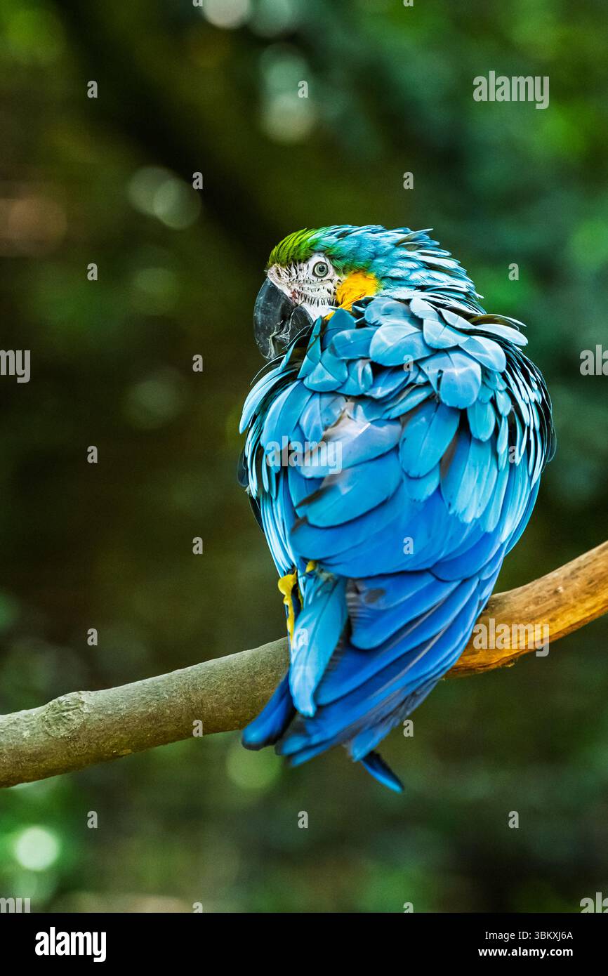 Blue-and-yellow macaw, Ara ararauna, bird in flight Stock Photo - Alamy