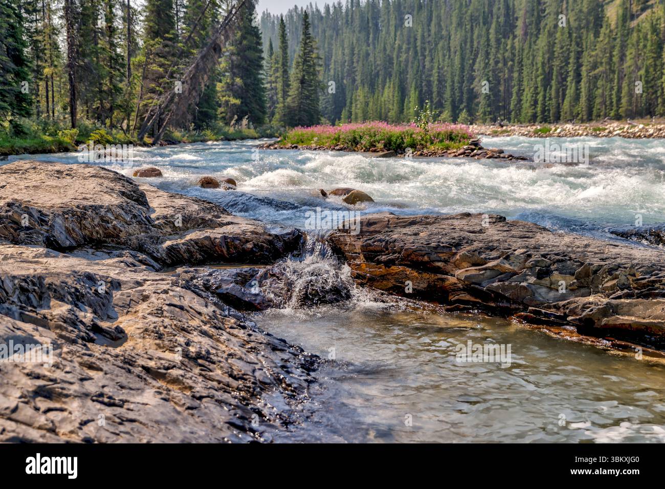 The hiking path and scenery leading to Siffleur Falls in the Kootenay ...