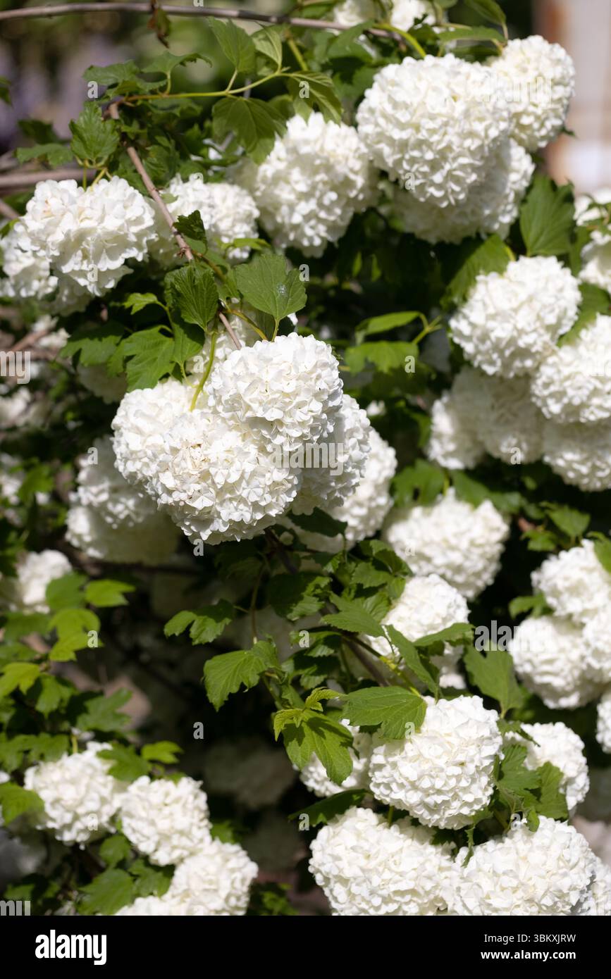 White hydrangeas in full bloom captured in a vertical garden ...