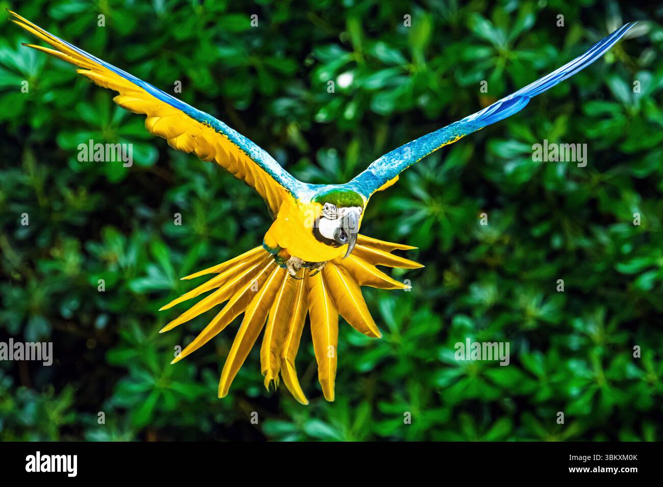 Blue-and-yellow macaw, Ara ararauna, bird in flight Stock Photo - Alamy