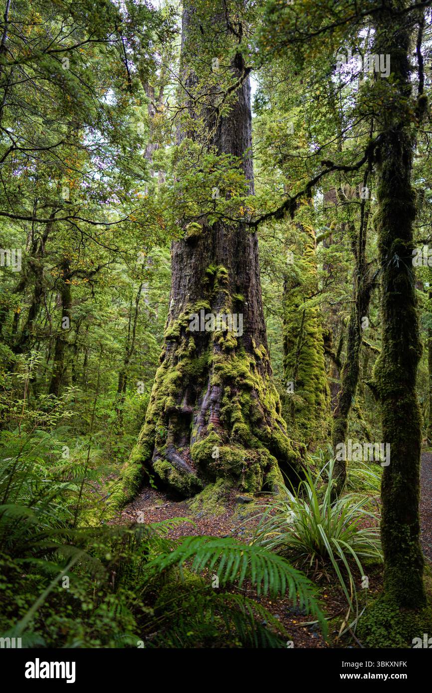 Cloaked in moisture hi-res stock photography and images - Alamy